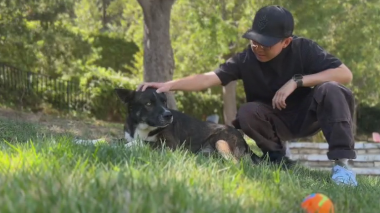 Dog who lost owner in deadly South Los Angeles hit-and-run finds new home