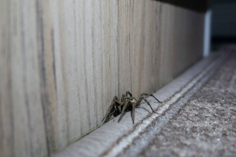 Woman tries to deter spiders with small item but people say she's ...