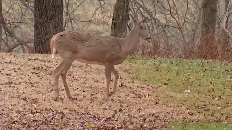 DNR confirms first deer EHD cases of 2025
