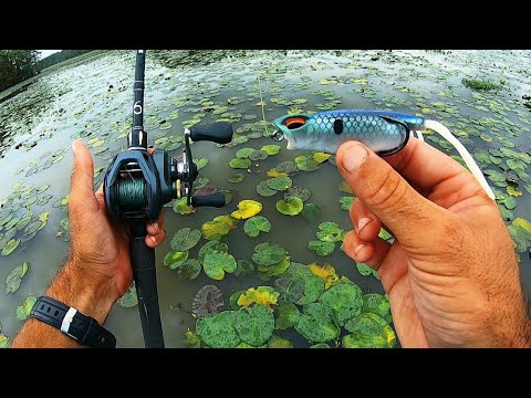 Largemouth bass crush specialized frog lures inside thick lily pads