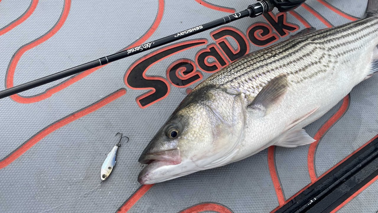 Big striper loves tiny spoon during thrilling catch