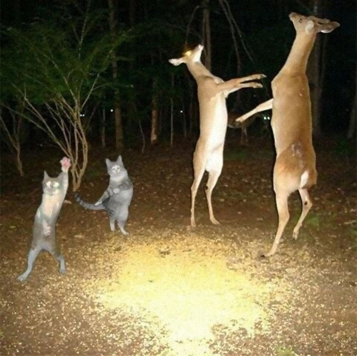 46 Weird Animal Photos That “Cannot Be Explained”