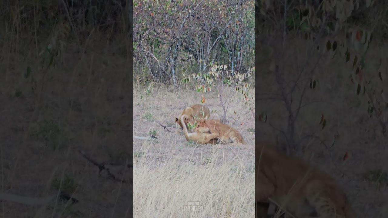 Lion cubs play energetically under the Mara sun