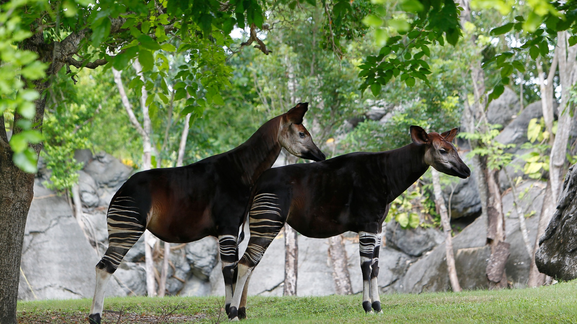 9 Animals That Are Basically Living Fossils