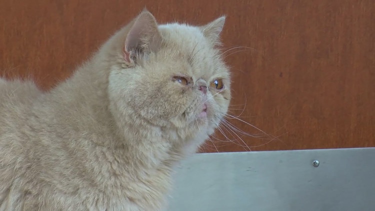 Pudge the cat and coach Eddie George help drive record-breaking season ...