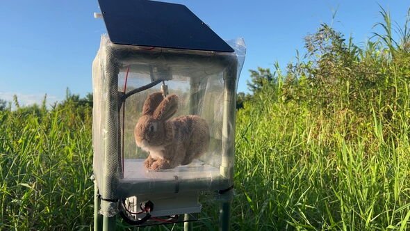 Robot rabbits being used to lure giant invasive pythons to their deaths ...