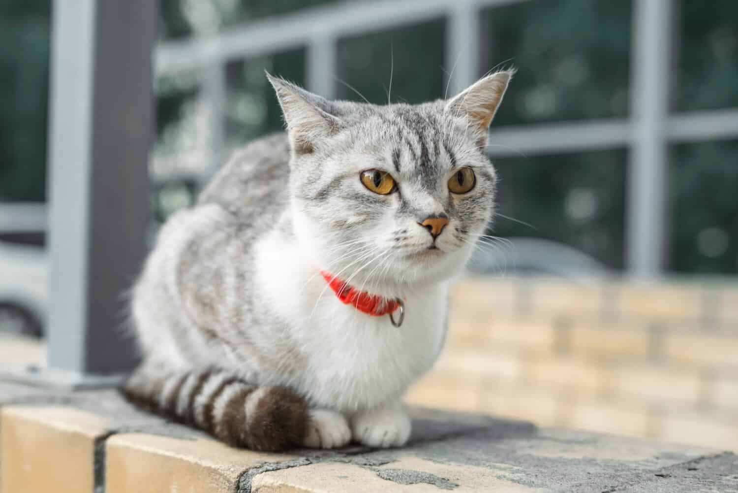 Research Reveals Cats Have 276 Different Facial Expressions