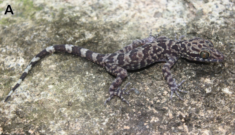 Blotchy ‘slender'-limbed creature found near tourist site. It's a new ...