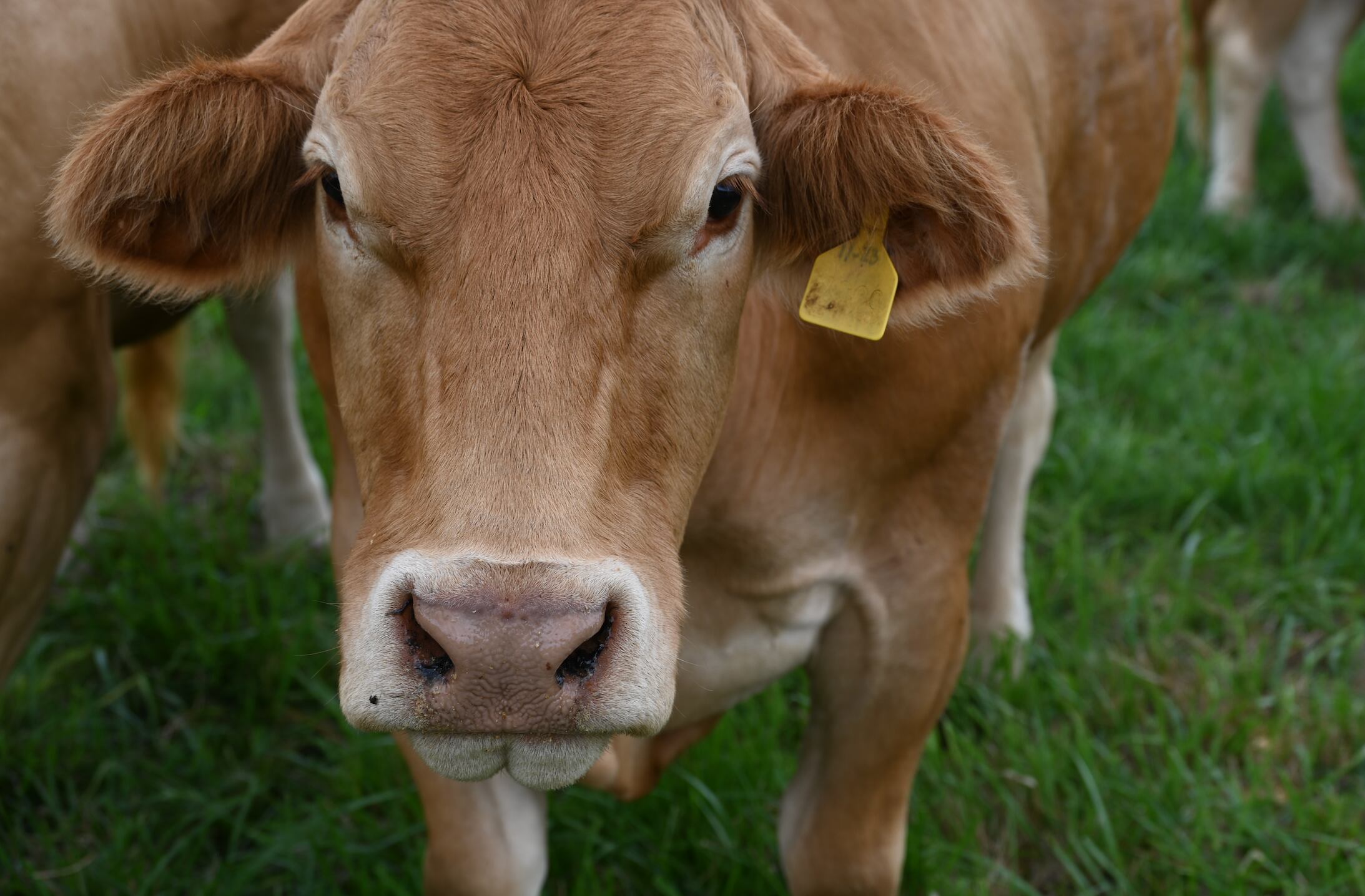 KY3 Digital Extra: Warsaw, Mo., farm breeds rare cattle from Spain