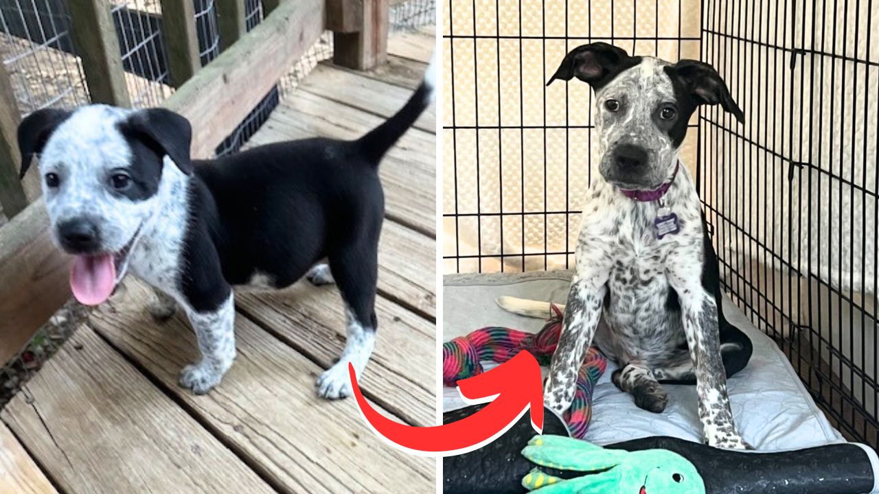 Massachusetts Dog Rescue Shares 4-Month-Old Puppy Looking For Love