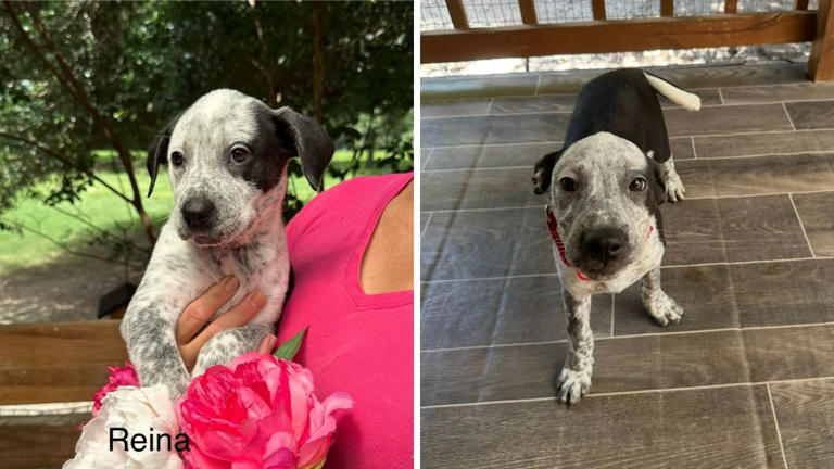 Massachusetts Dog Rescue Shares 4-Month-Old Puppy Looking For Love