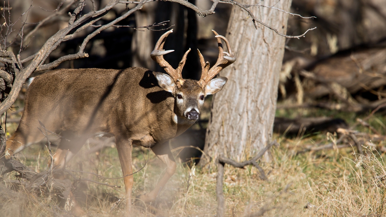 Proven methods for getting deer to step into shooting lanes