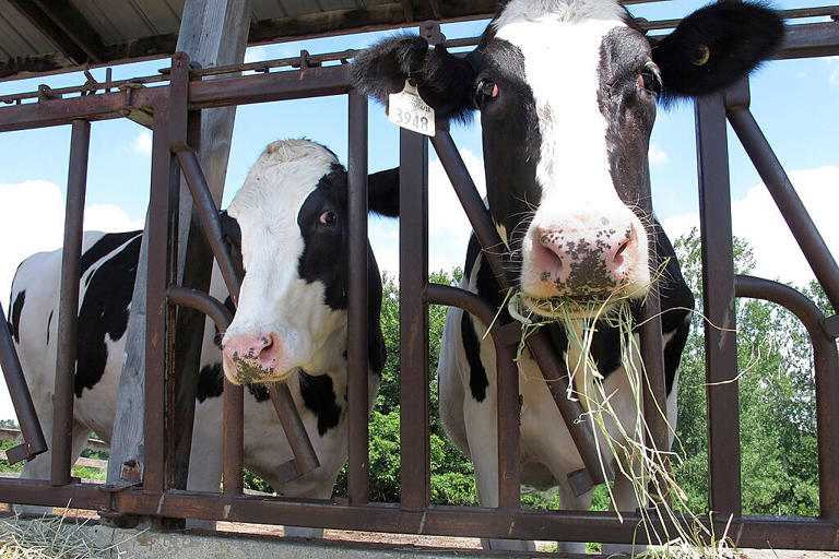 As drought persists, livestock farmers in Vermont are hurting