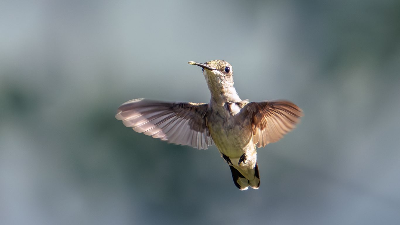 It's peak hummingbird season in Texas — refill those feeders