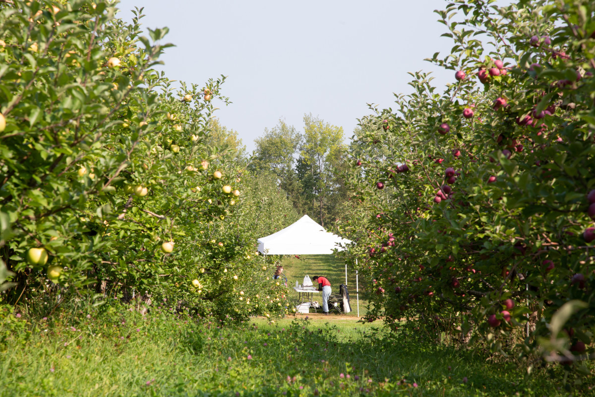 Minnesota apple orchard nominated as one of the best in the nation