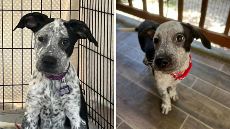 Massachusetts Dog Rescue Shares 4-Month-Old Puppy Looking For Love