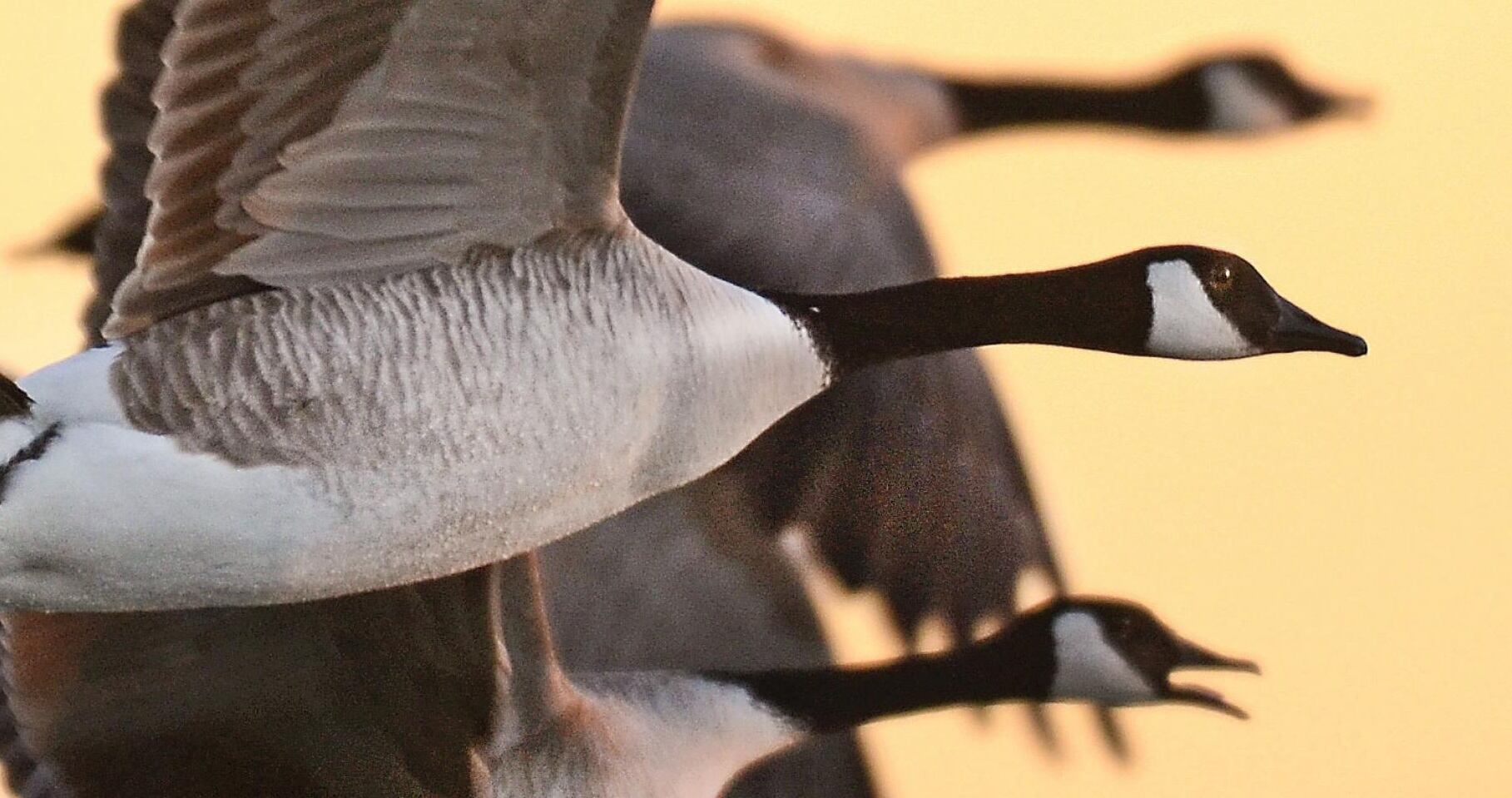 Police seek info on driver who hit flock of geese