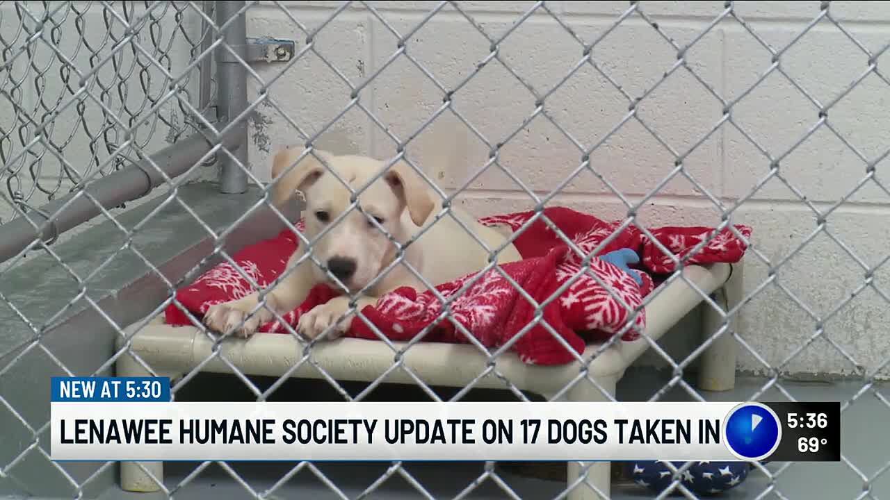 Lenawee Humane Society urges residents to apply to foster animals