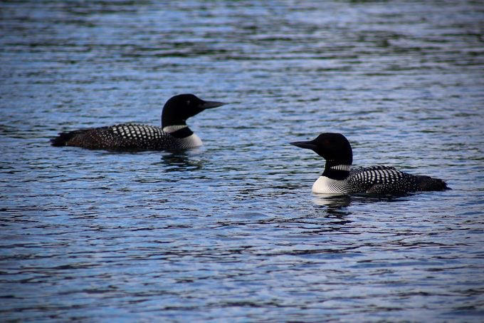 6 Amazing Facts About Common Loons