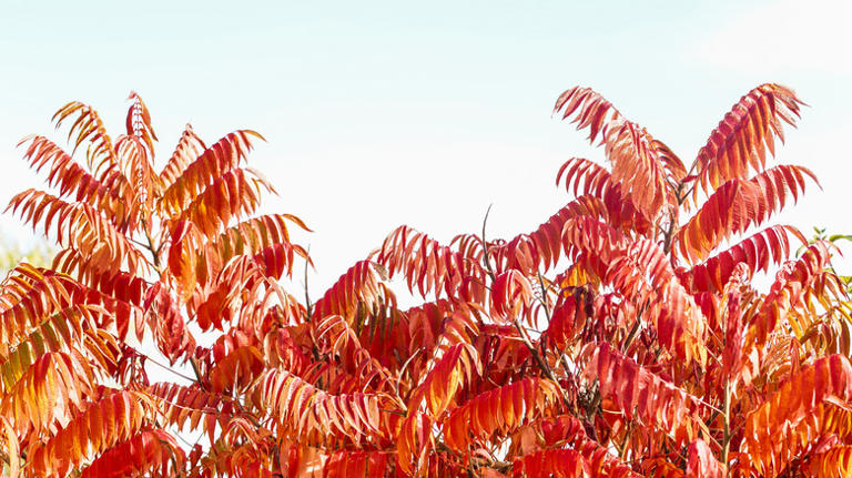 The Tree With Stunning Fall Colors You Can Grow In Your Yard That Birds ...