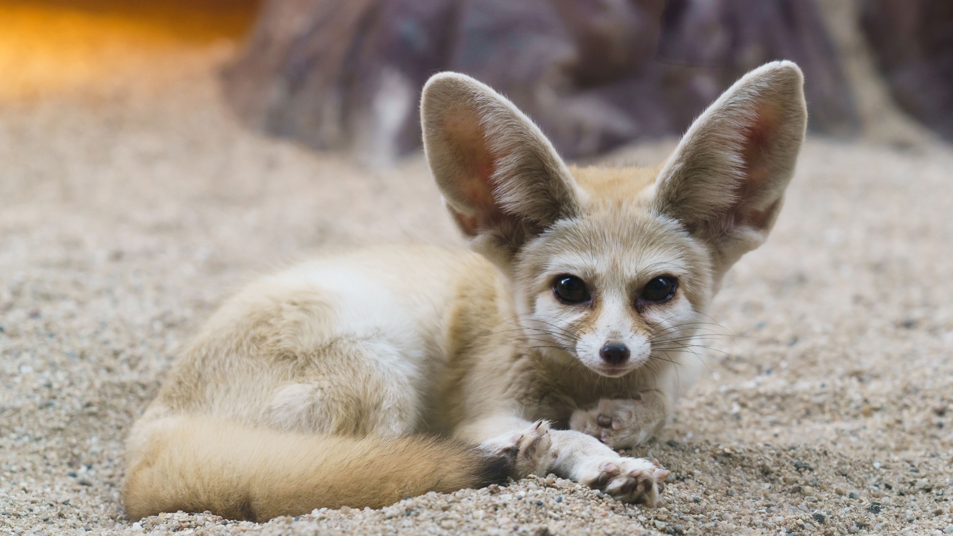 Wild Animals You Probably Shouldn’t Keep As Pets