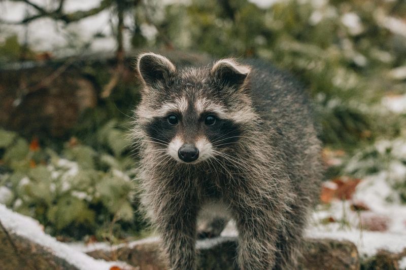 Wild Animals You Probably Shouldn’t Keep As Pets