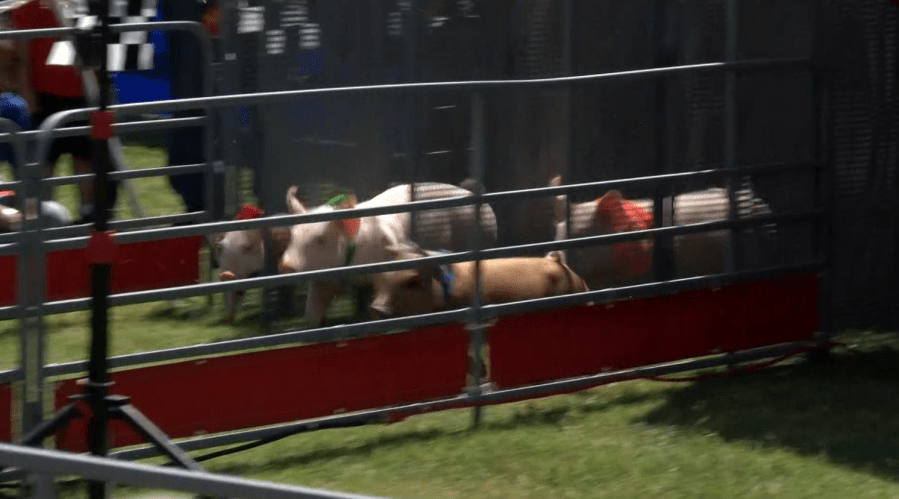 Pigs may not fly but they did run for first place at the New Mexico ...