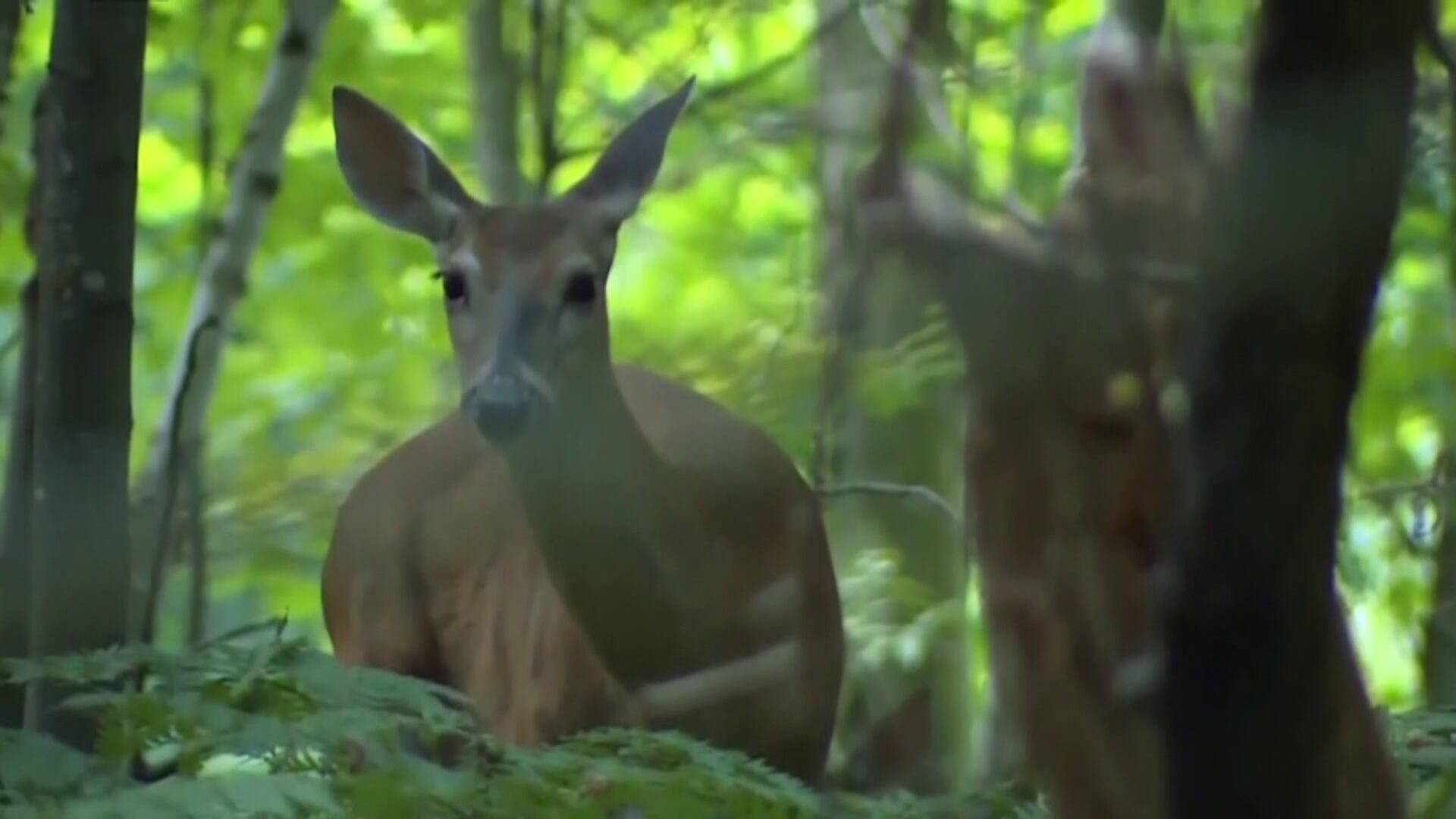 Deadly disease detected in Michigan deer
