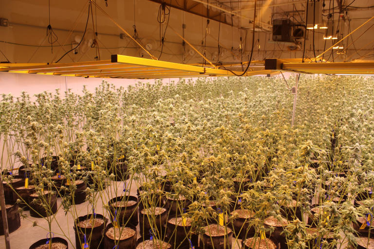 Thousands of marijuana plants seized, arrests made in Ada grow bust