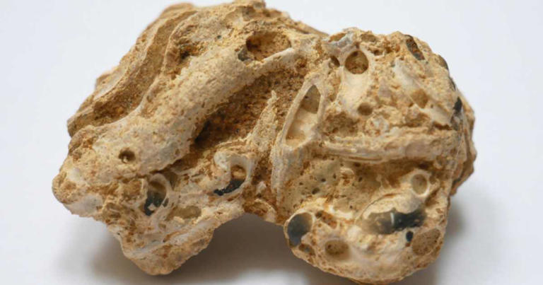 Giant predator worms dominated the seas before dinosaurs, 500-million ...