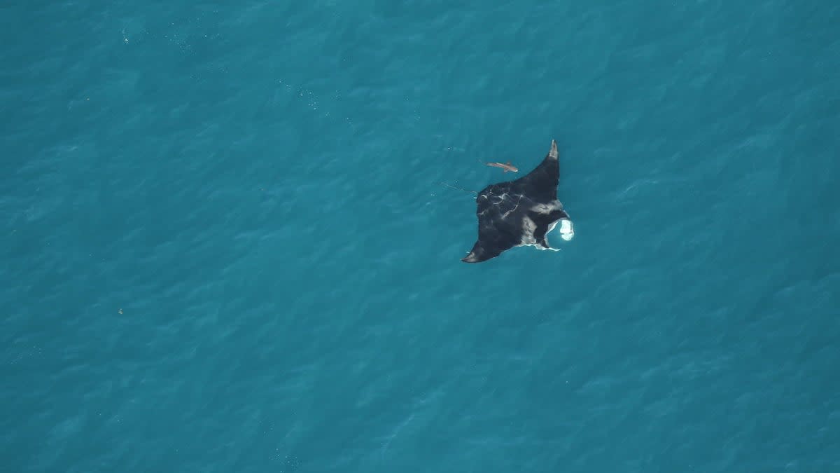 After viral manta ray capture, Florida wildlife agency says it will ...