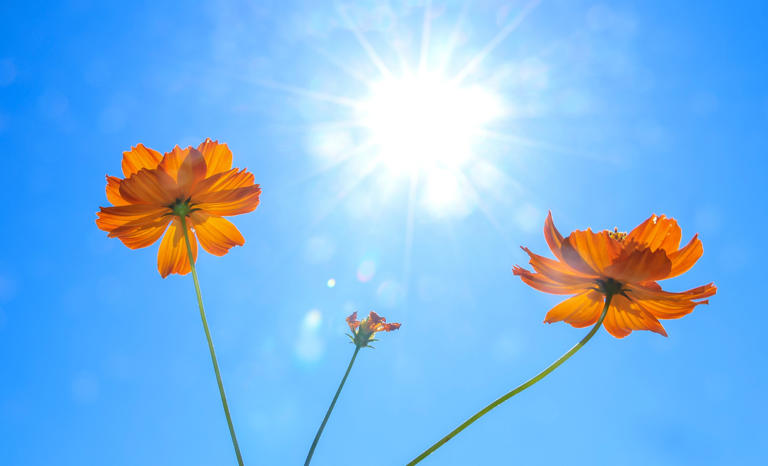 Citizens photograph cosmos bloom amid autumn anticipation in Suwon