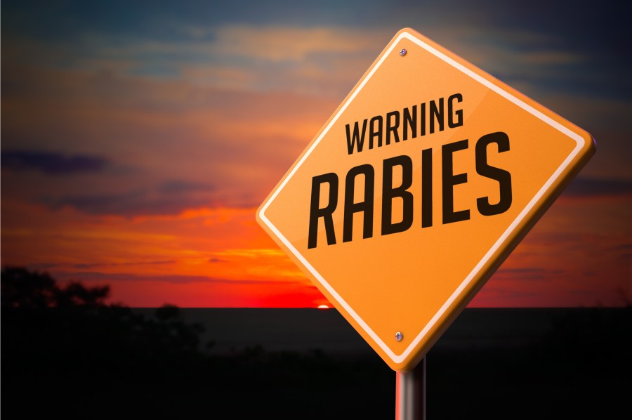 Bat in Clayton tests positive for rabies