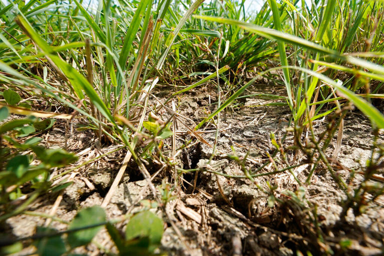 As drought persists, livestock farmers in Vermont are hurting