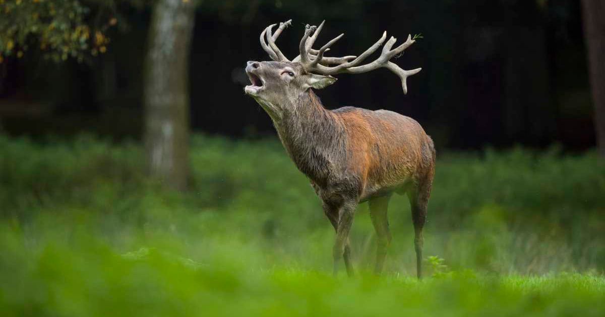 Rare Ice Age elk remains unearthed from Siberia after a chance glimpse ...