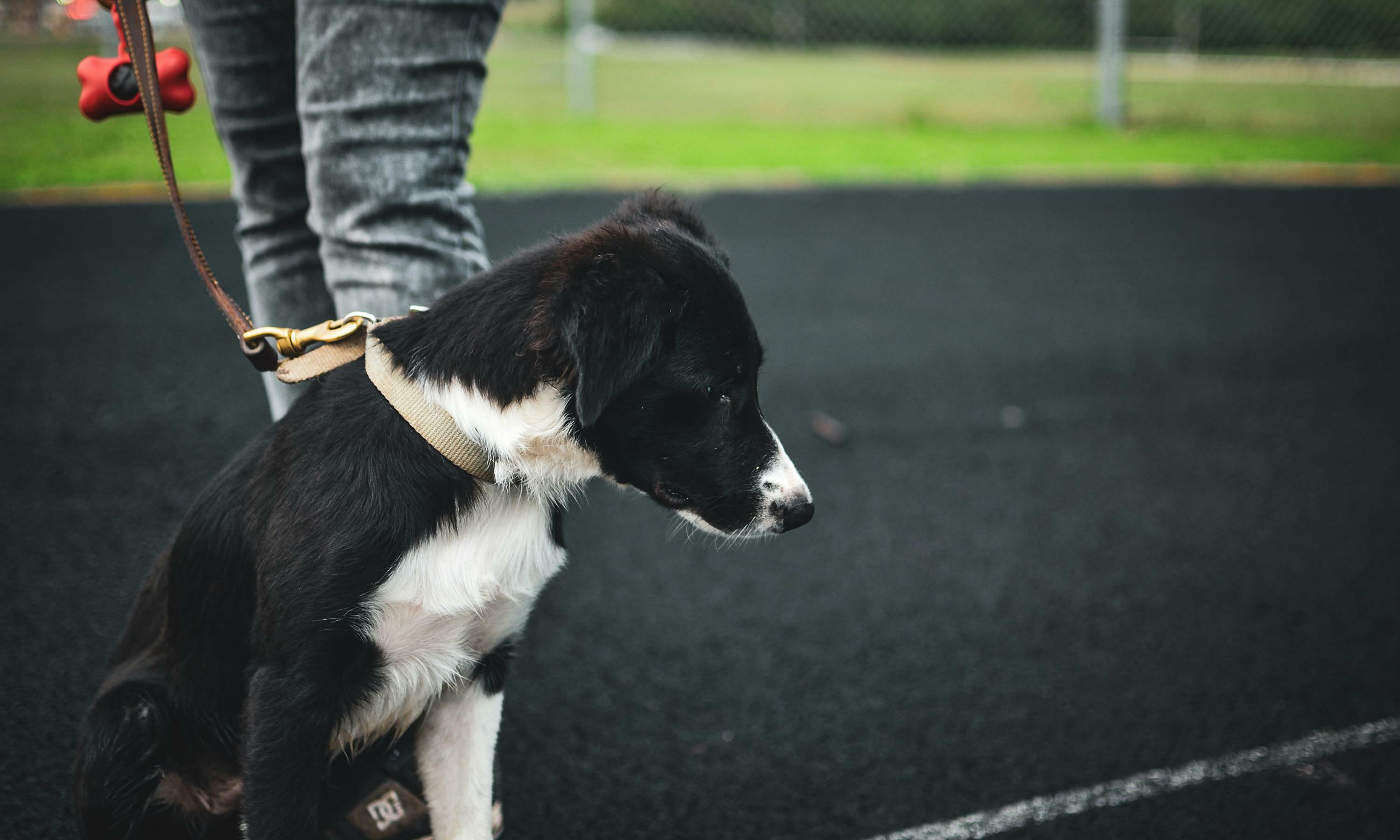 20 years in the West taught me one thing: dog owners aren't always ...