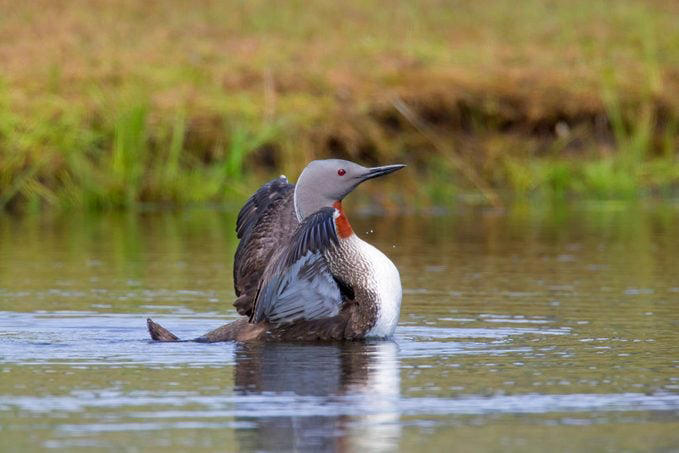 6 Amazing Facts About Common Loons