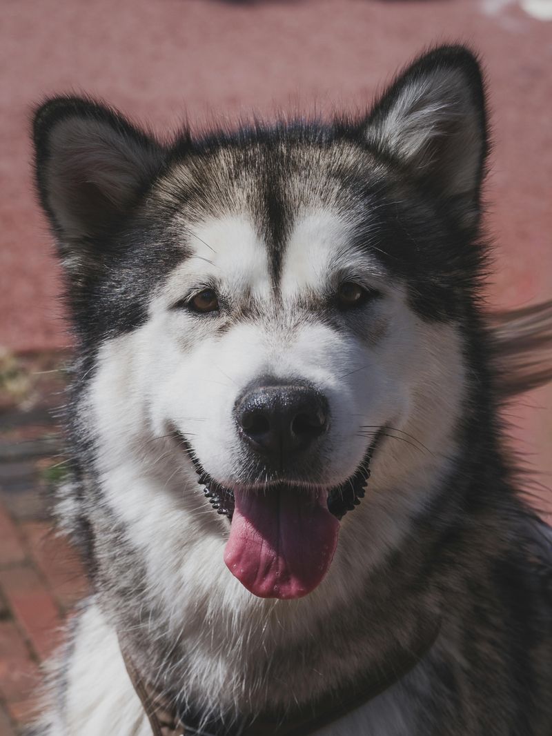 14 High-Maintenance Dogs That Are Not Meant For First-Time Owners