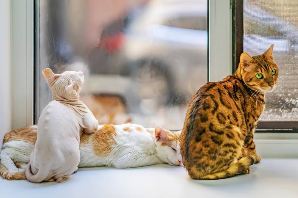 Is your cat’s quirk just cute — or a sign of something more?