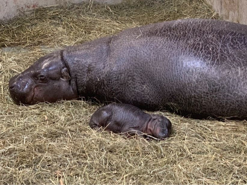 MI Zoo Celebrates First-Ever Birth Of Pygmy Hippo Calf