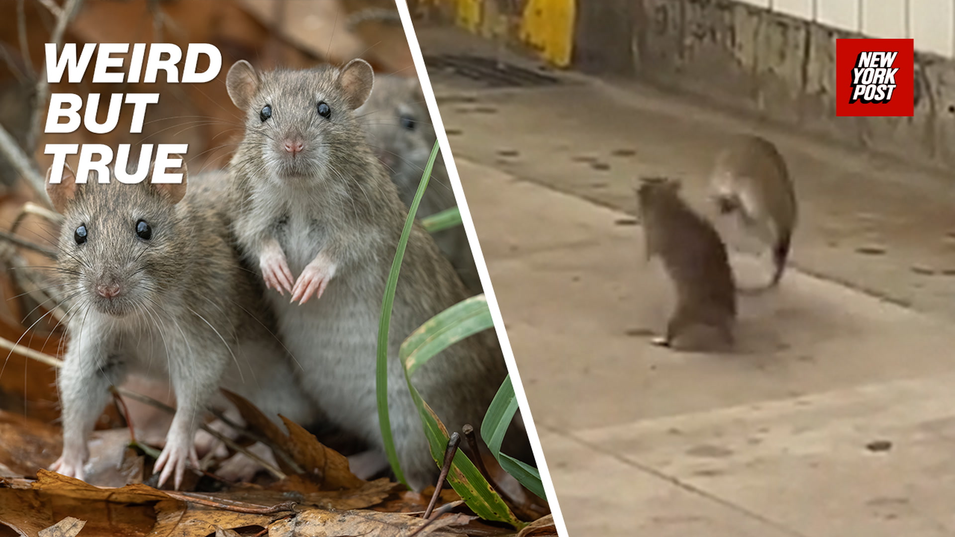 Best rat fights ever! Subway brawls, pizza rats & more fists of 'furry ...