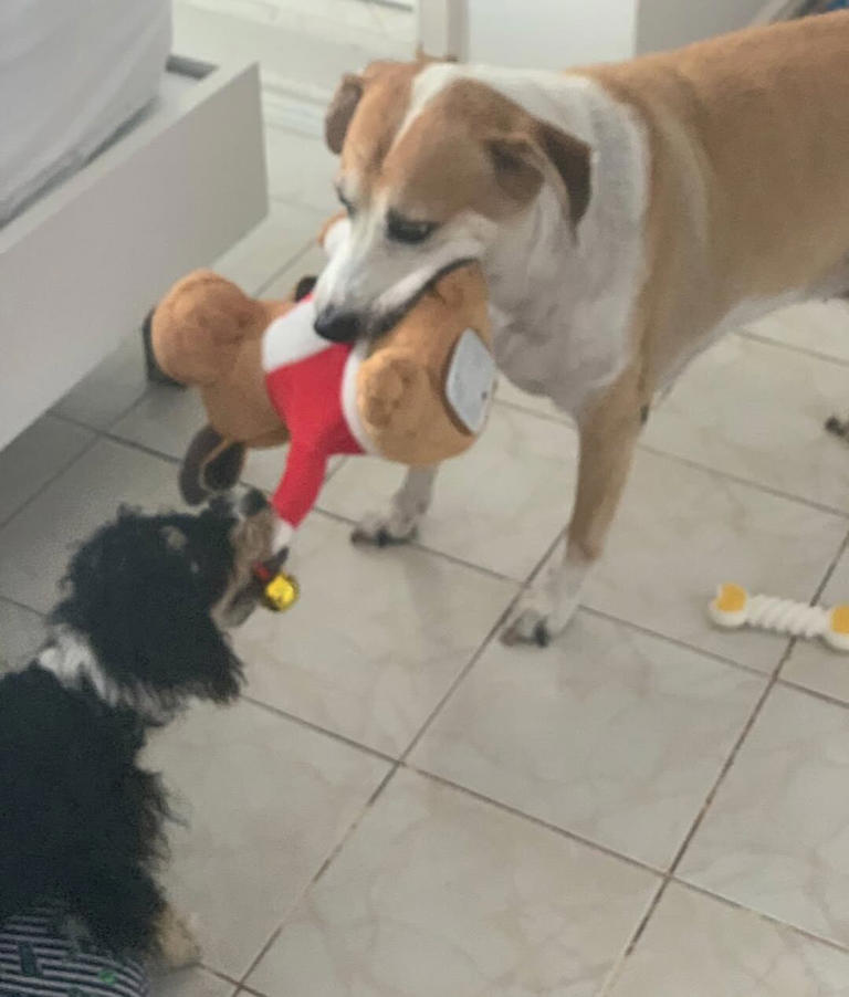 Carla Sala celebra los 16 años de vida de su perrito Richard, tras su ...