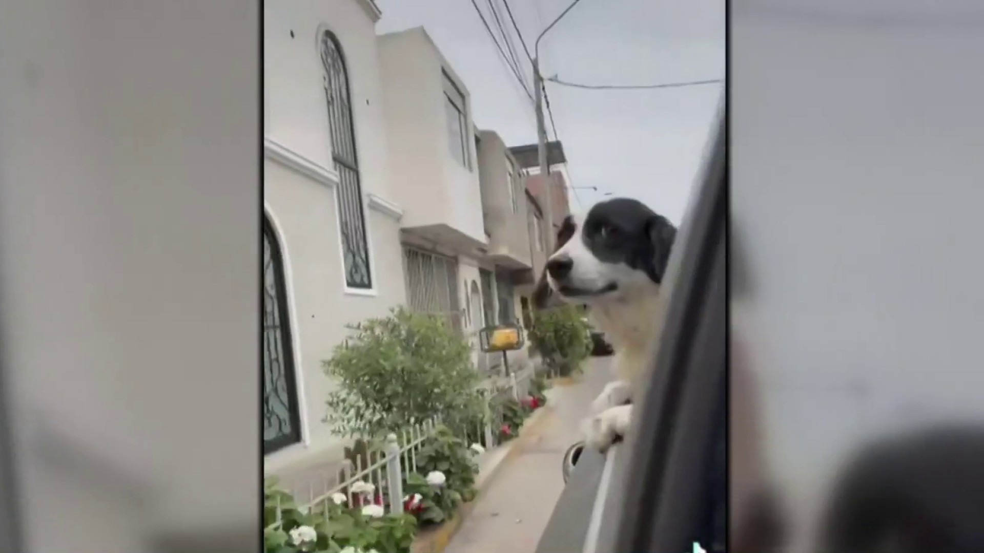 Dynamite Dog: Family pet hailed a hero after defusing dynamite in home ...