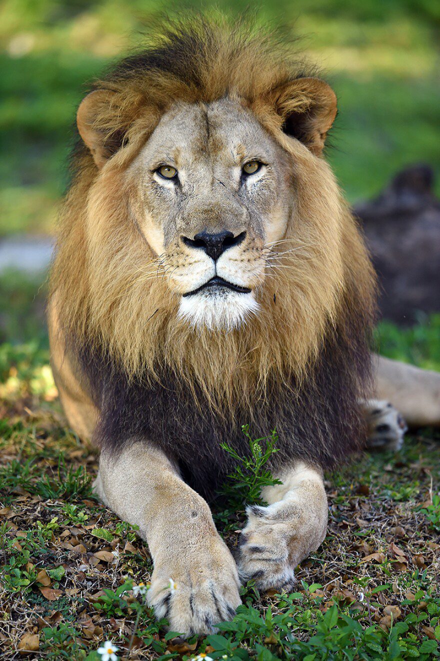 Zoo Miami says its last lion euthanized after long battle with chronic ...