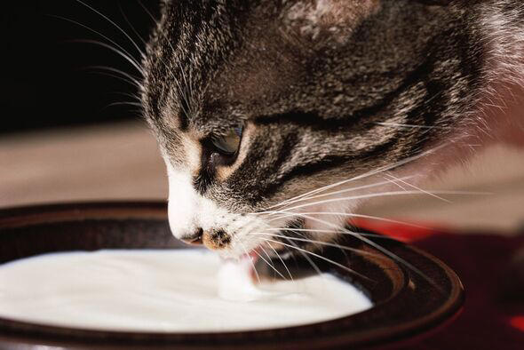 Experts reveal whether or not your cat should drink milk