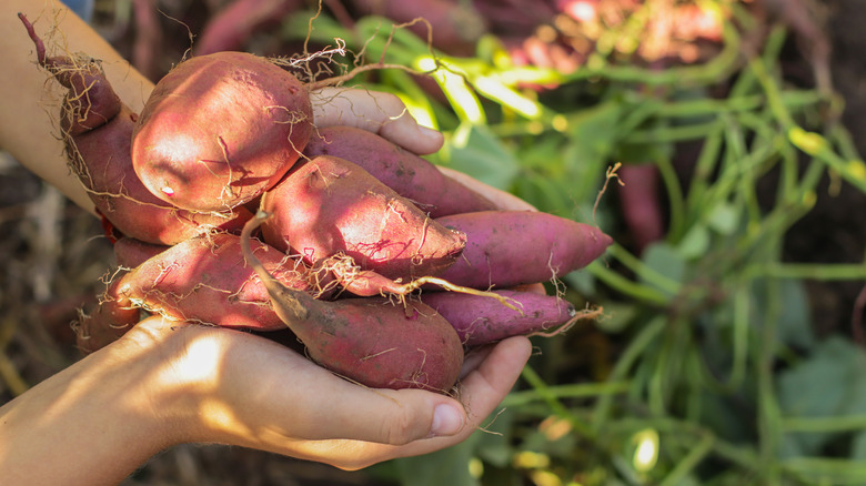 13 Easy-To-Grow Companion Plants That Belong Alongside Sweet Potatoes ...