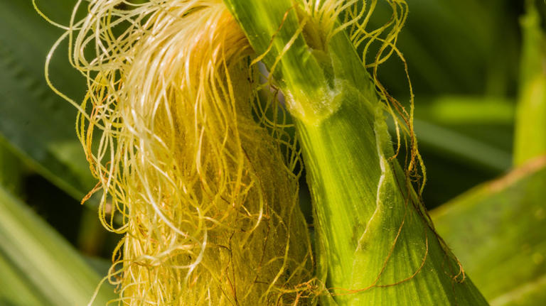 Pick Out The Best Sweet Corn This Summer By Using A Hands-On Approach