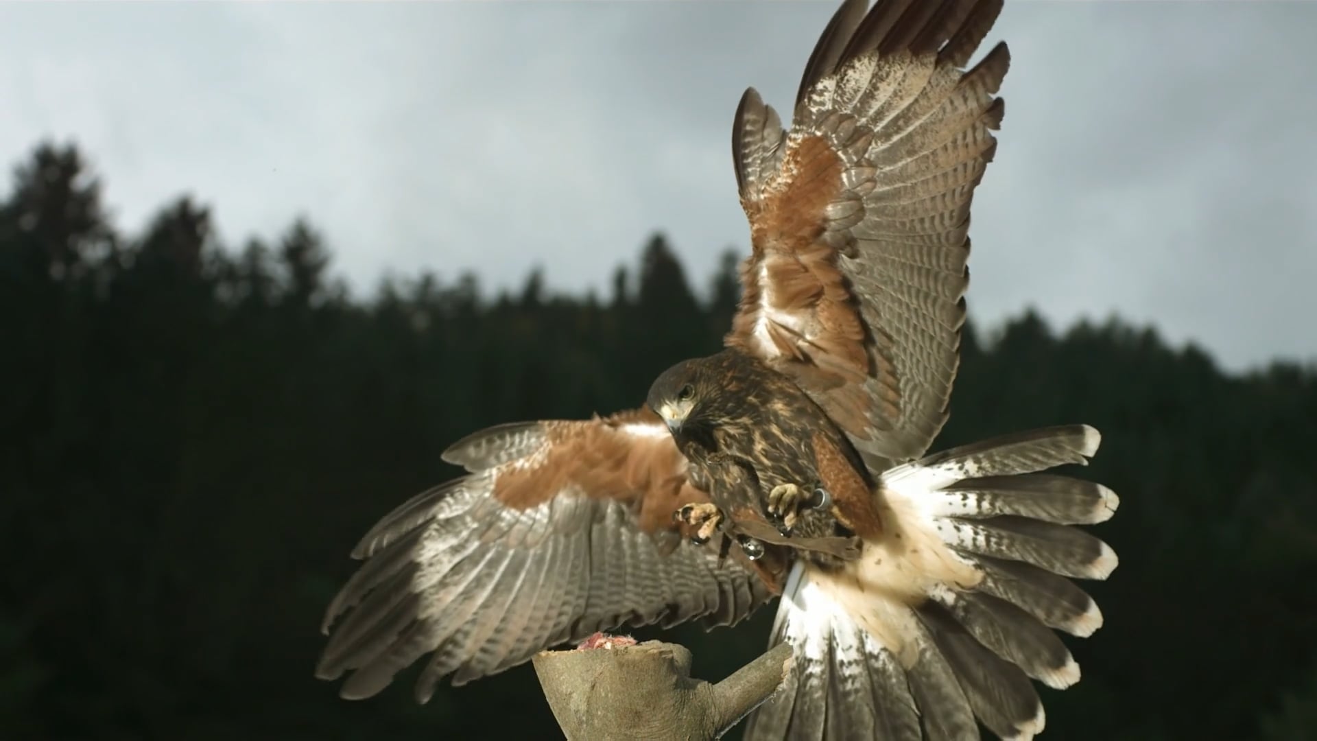 Hawks Up Close: Stunning Footage of These Fascinating Birds of Prey