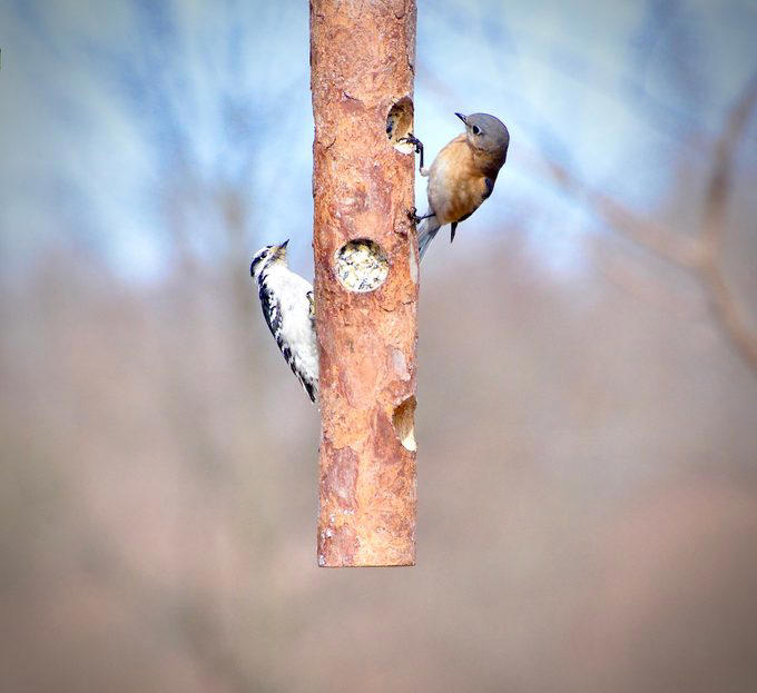 9 Proven Tips for Feeding Birds with Suet