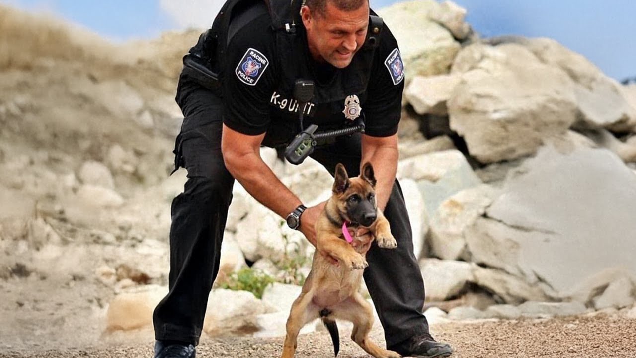 Witness a K9 dog having a funny first day on duty